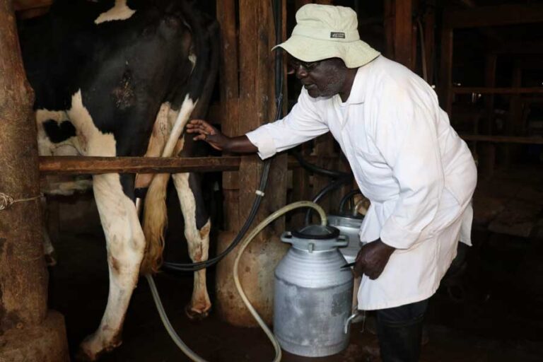 Our Impact and Experience – EAMDA