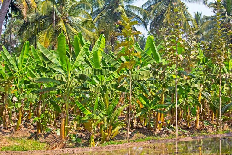 Our Impact and Experience – EAMDA