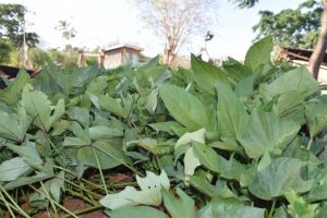 Our Impact and Experience – EAMDA