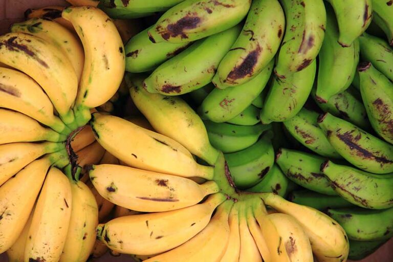 Our Impact and Experience – EAMDA