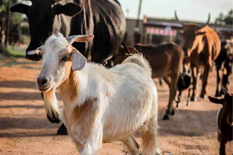 Our Impact and Experience – EAMDA