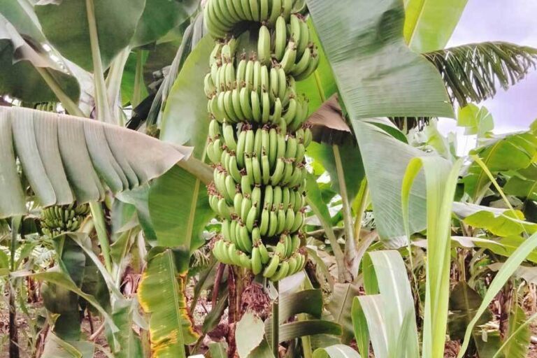 Our Impact and Experience – EAMDA